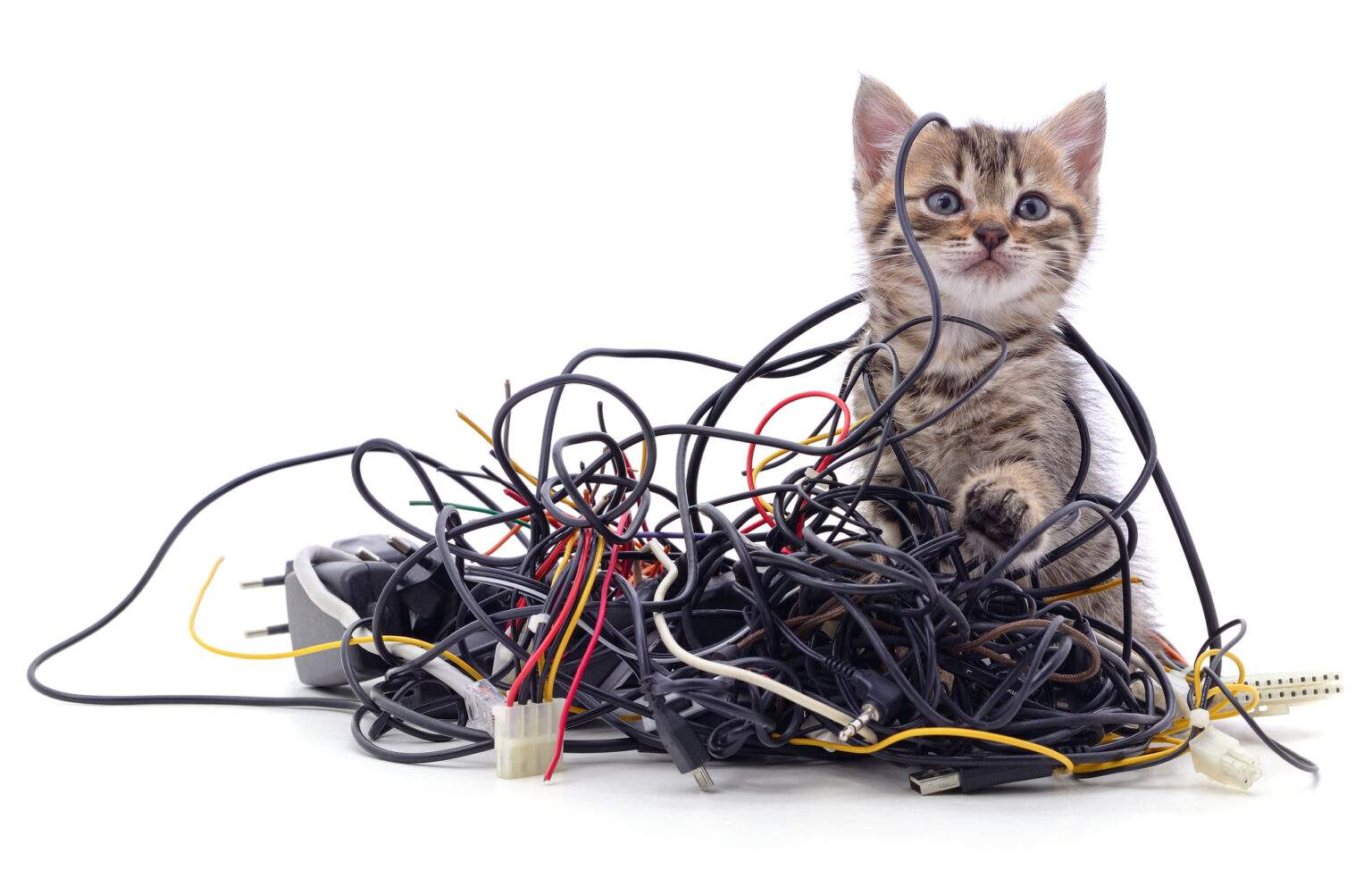 Can Your Cybersecurity Posture Stand Up to... Cats? - TRINUS